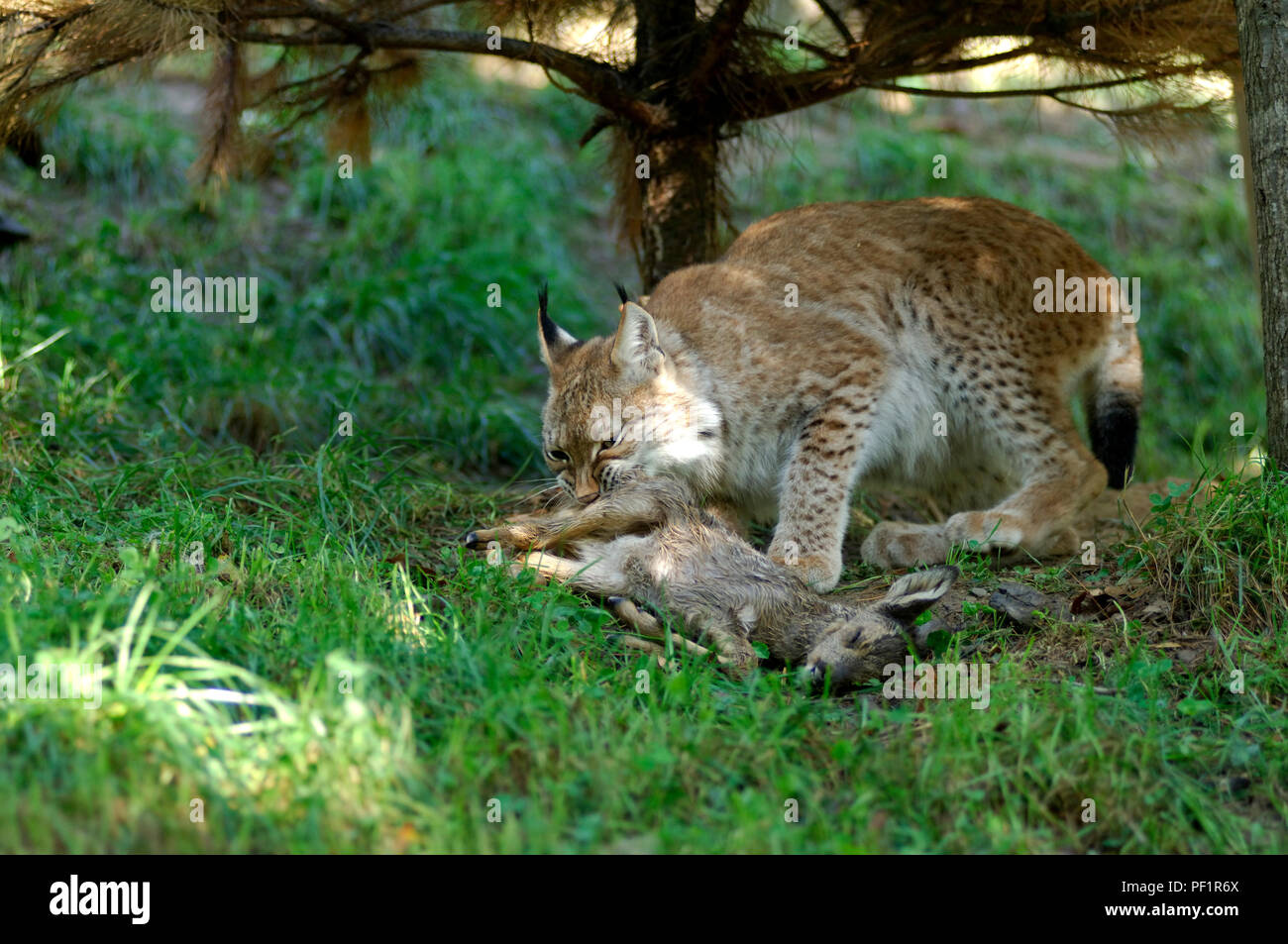 Eating their prey hi-res stock photography and images - Alamy