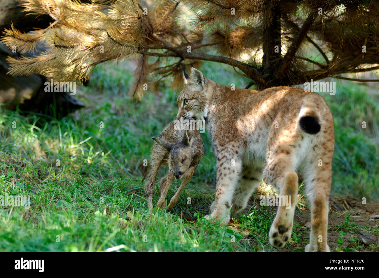 Lynx prey hi-res stock photography and images - Alamy