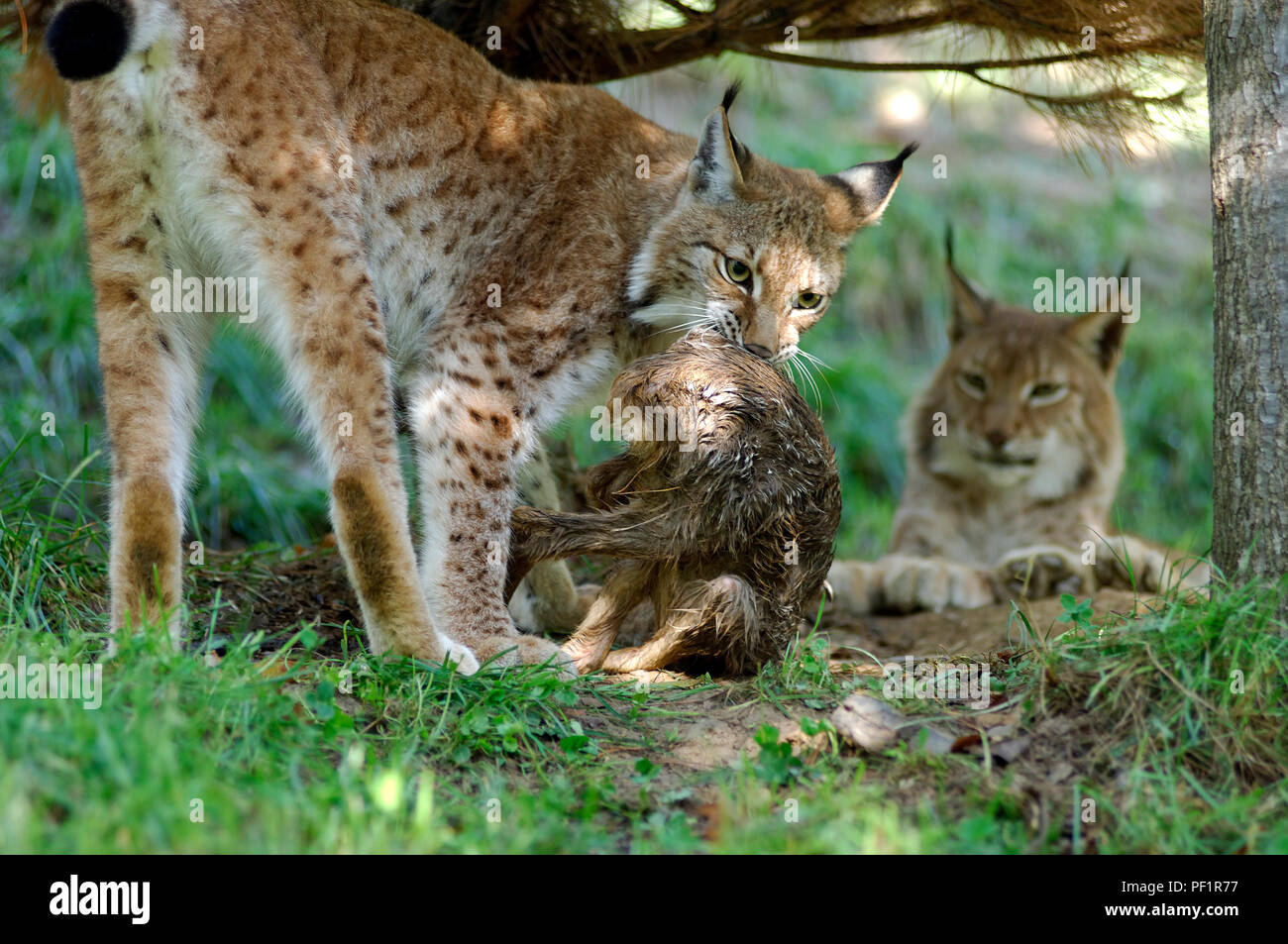 Eurasian or European Lynx - with prey - fawn of roe deer (Lynx lynx ...