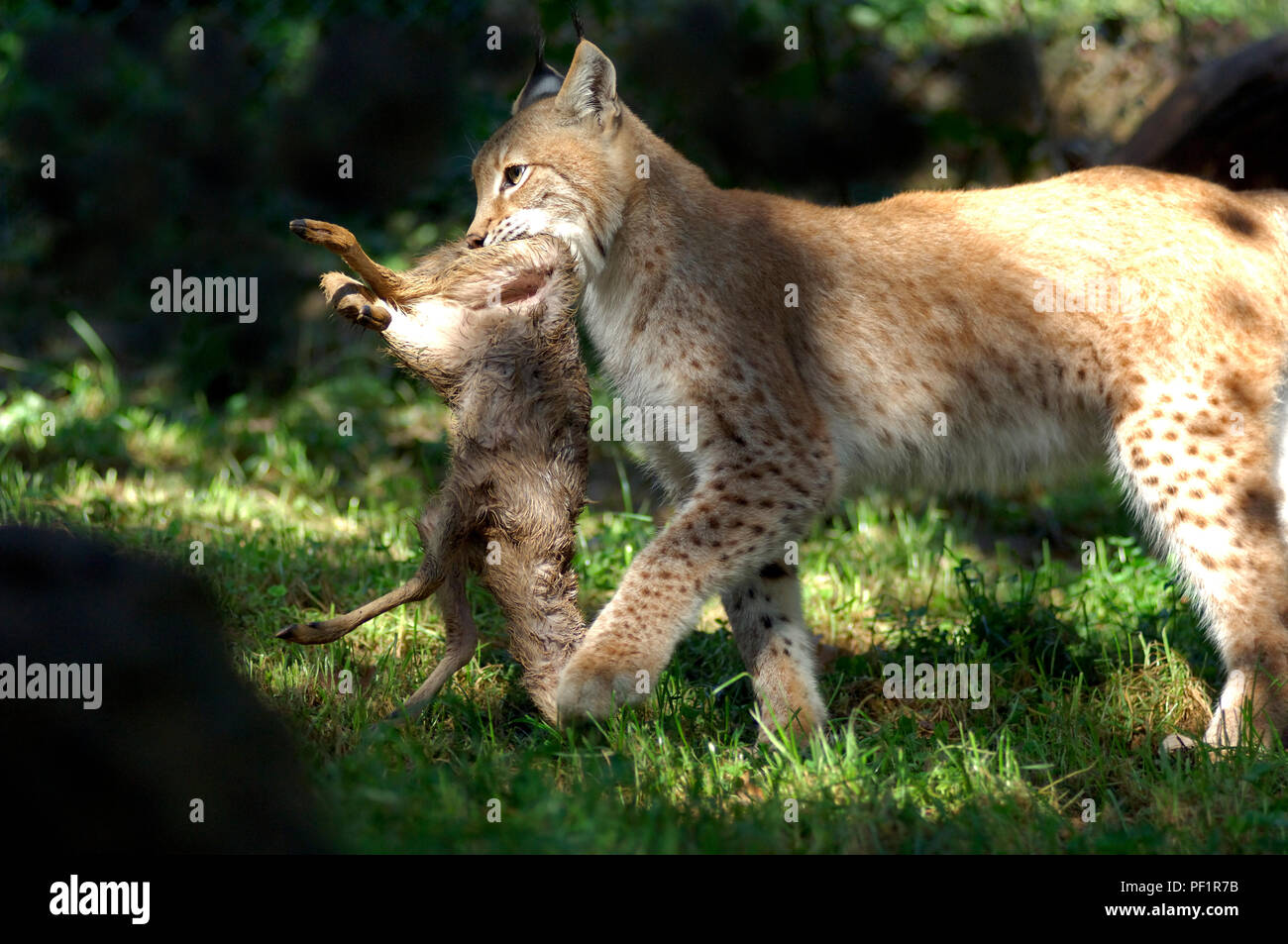 Eurasian or European Lynx - with prey - fawn of roe deer (Lynx lynx ...