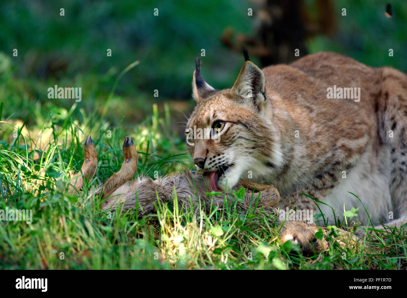 Eurasian or European Lynx - with prey - fawn of roe deer (Lynx lynx ...
