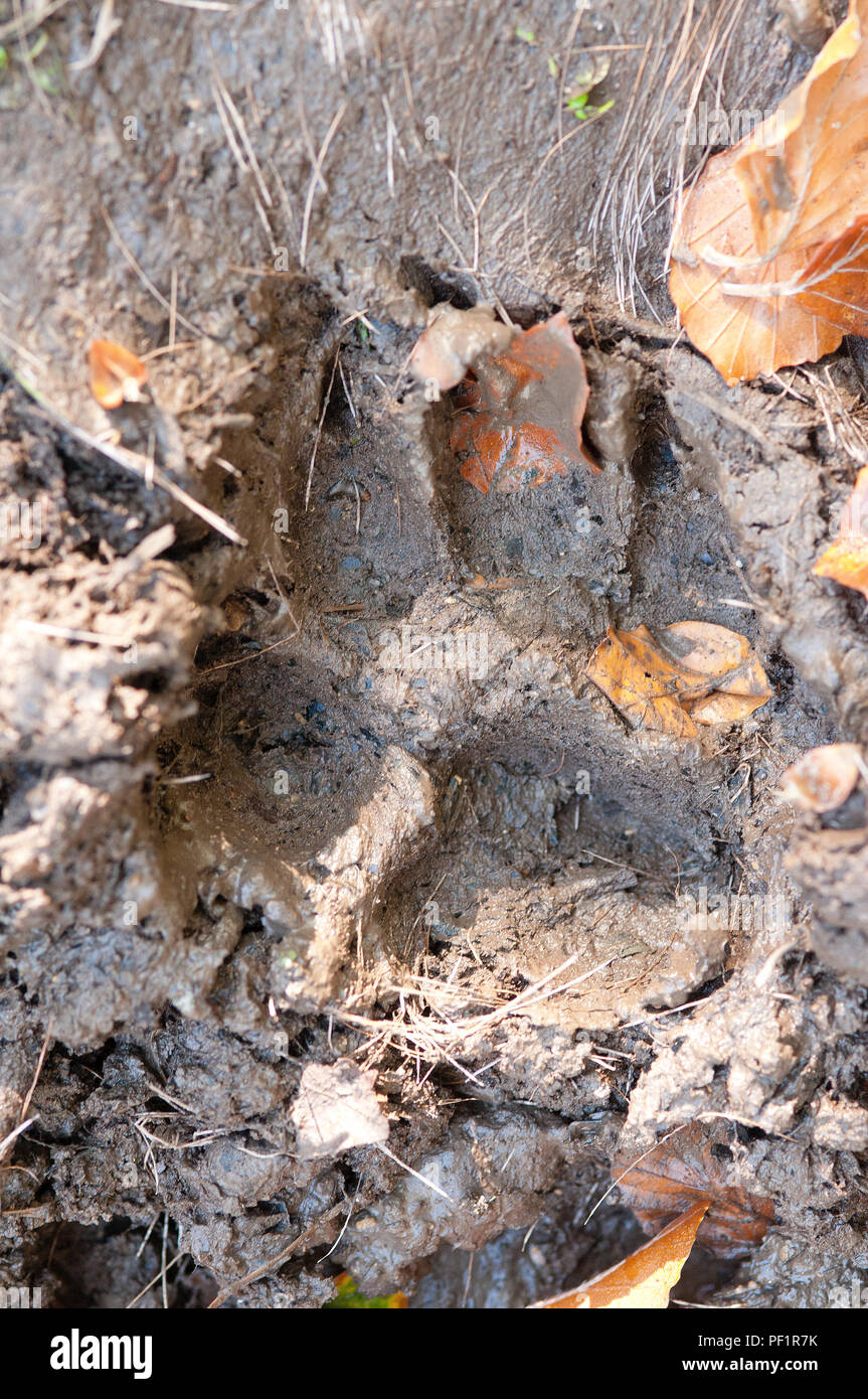 Eurasian or European Lynx - Footprint in mut (Lynx lynx) Lynx boréal ...
