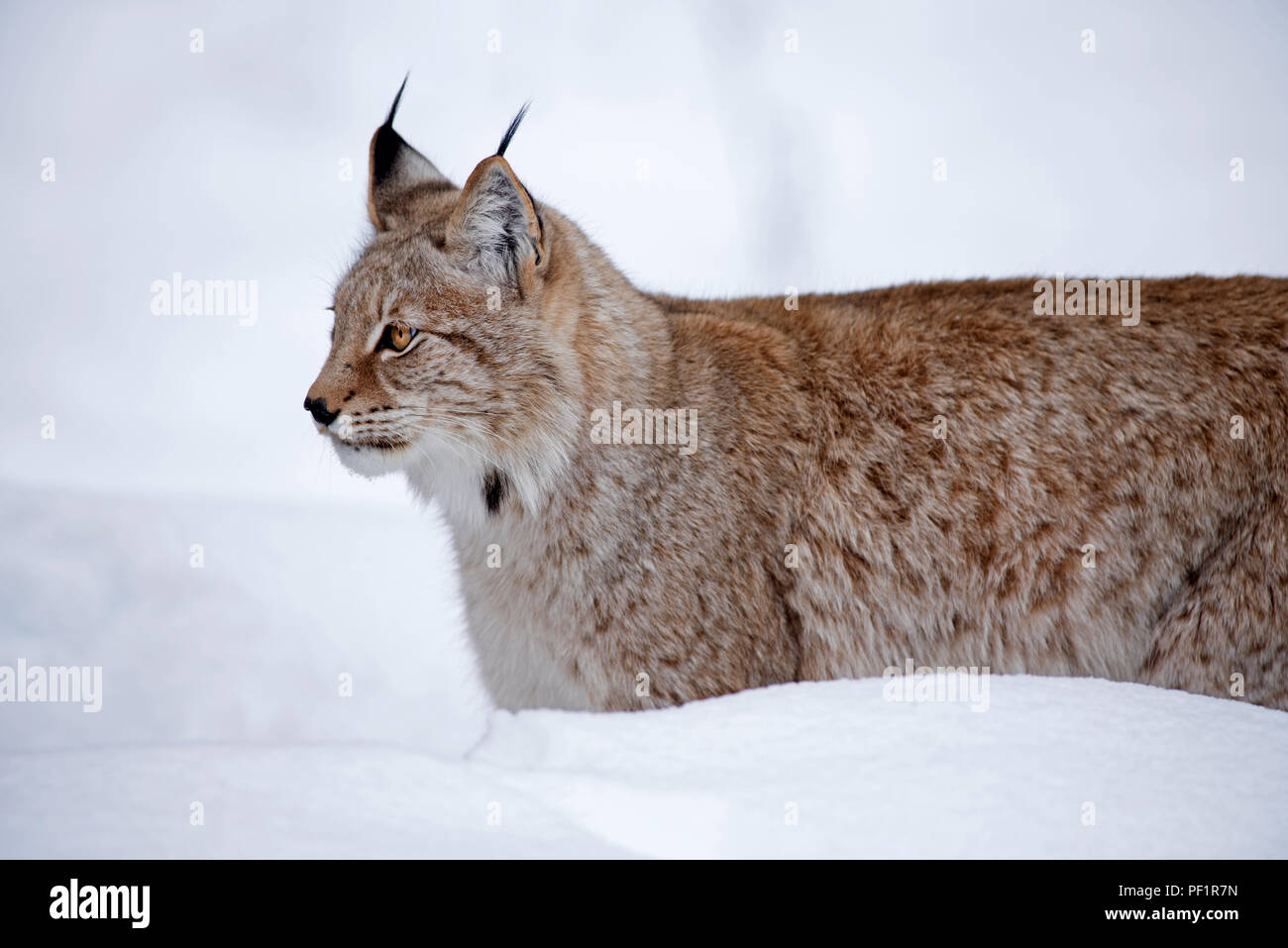 Eurasian Lynx in the snow (Lynx lynx Stock Photo - Alamy