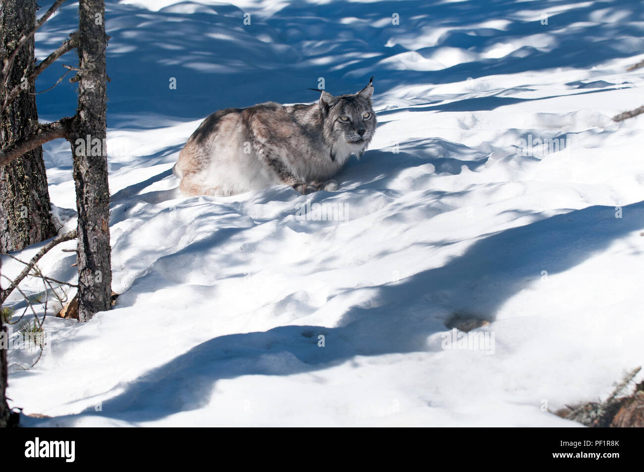 Eurasian Lynxis on the lookout (Lynx lynx Stock Photo - Alamy