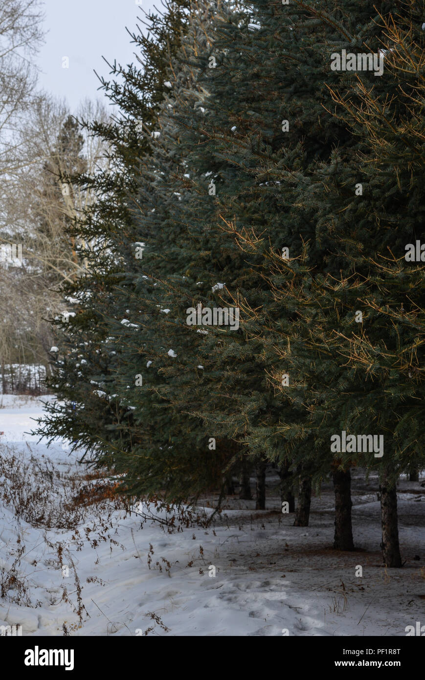 Pine tree forest at winter in Heilongjiang, Northern China Stock Photo ...