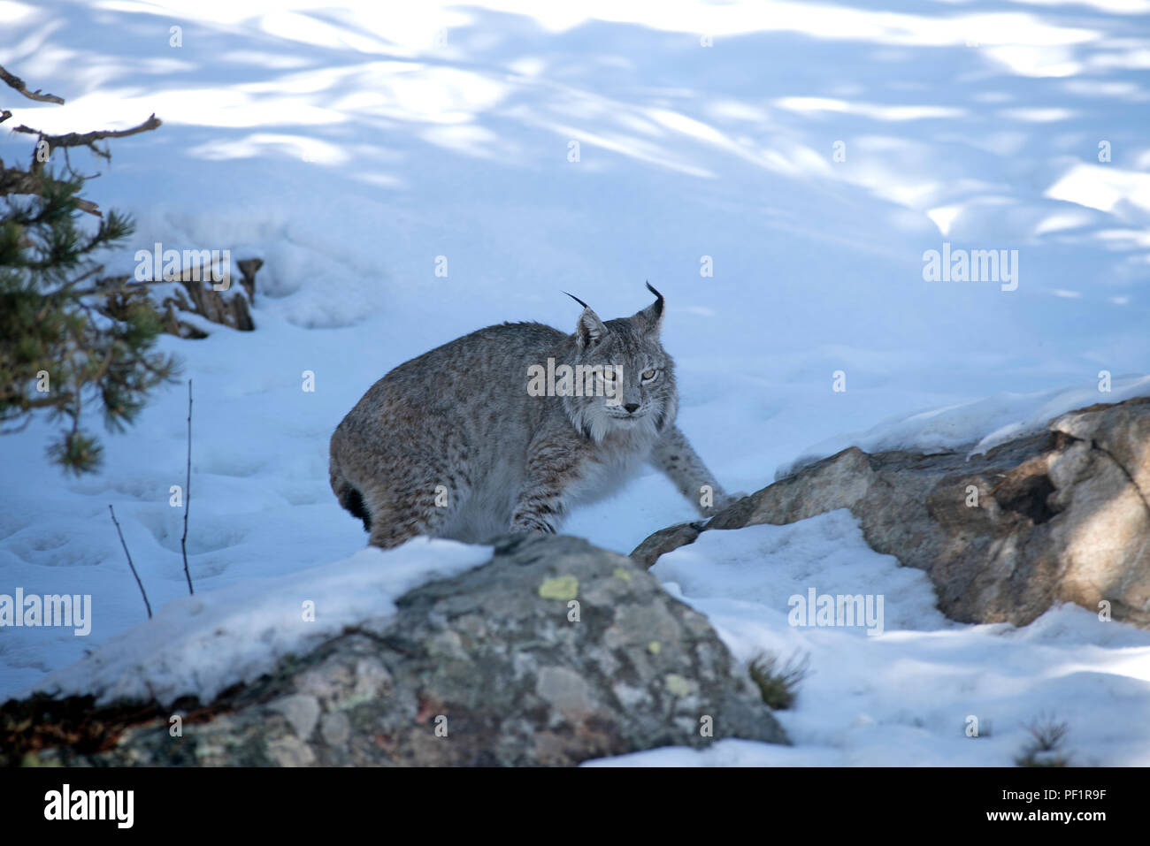 Eurasian lynx in the snow (Lynx lynx) on the lookout Stock Photo - Alamy