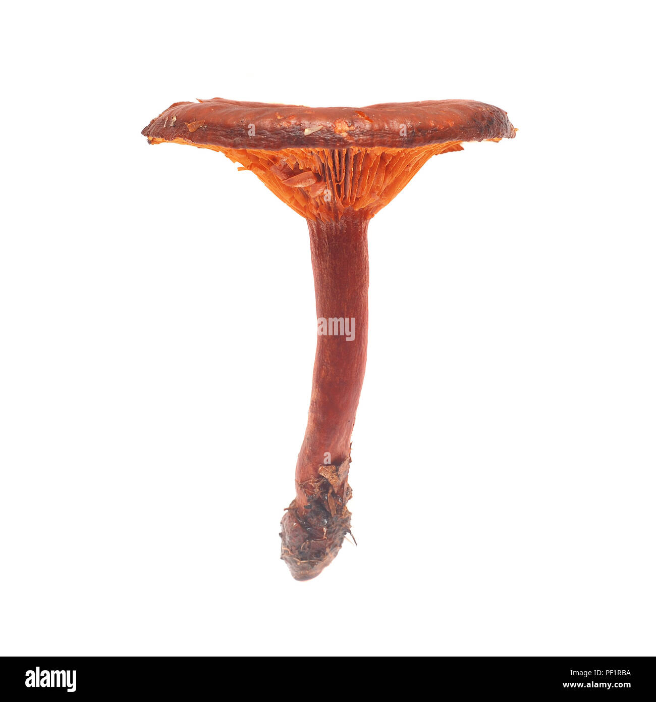 Cortinarius orellanus hi-res stock photography and images - Alamy