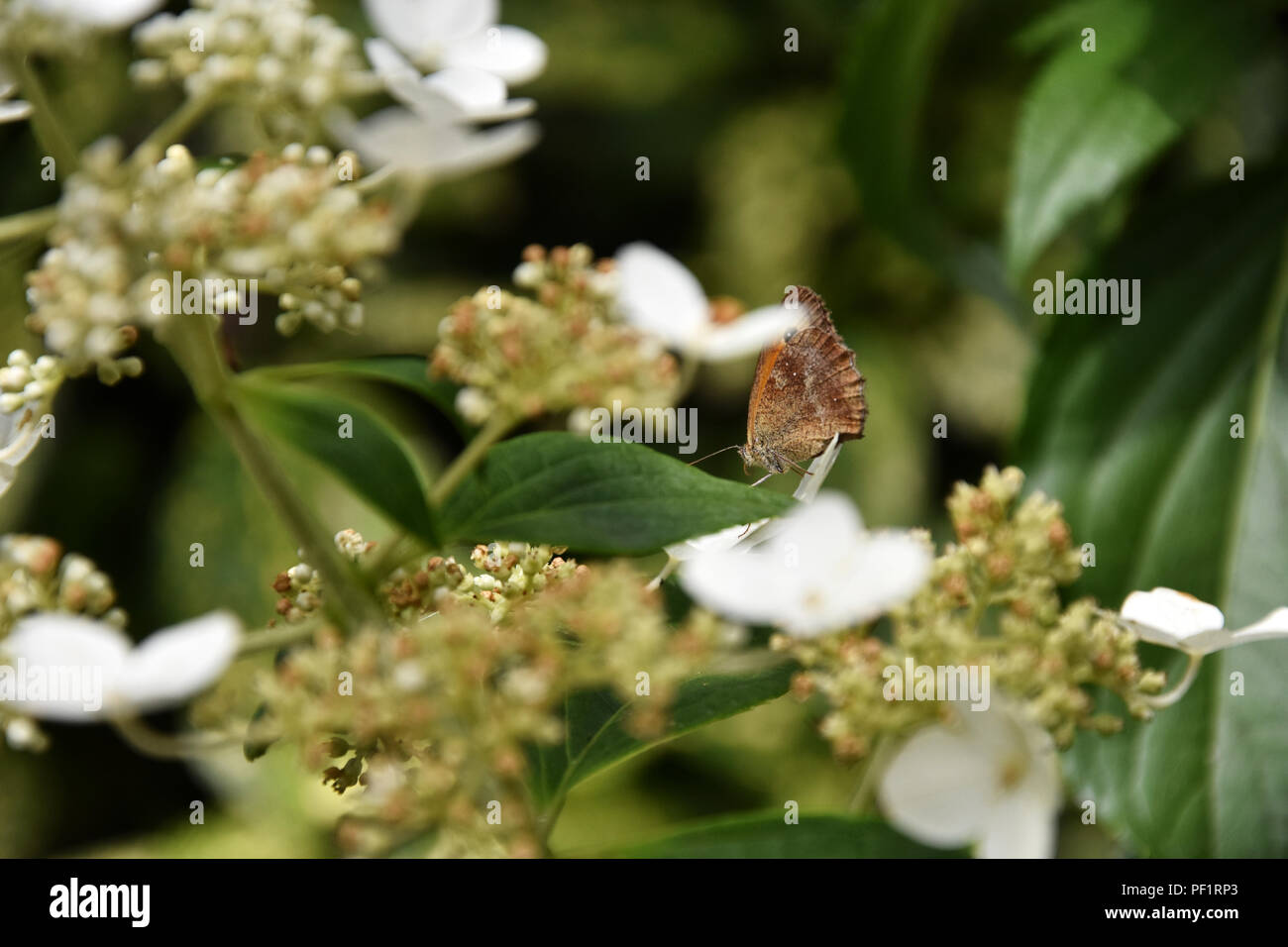 Butterfly meadow plants hi-res stock photography and images - Alamy