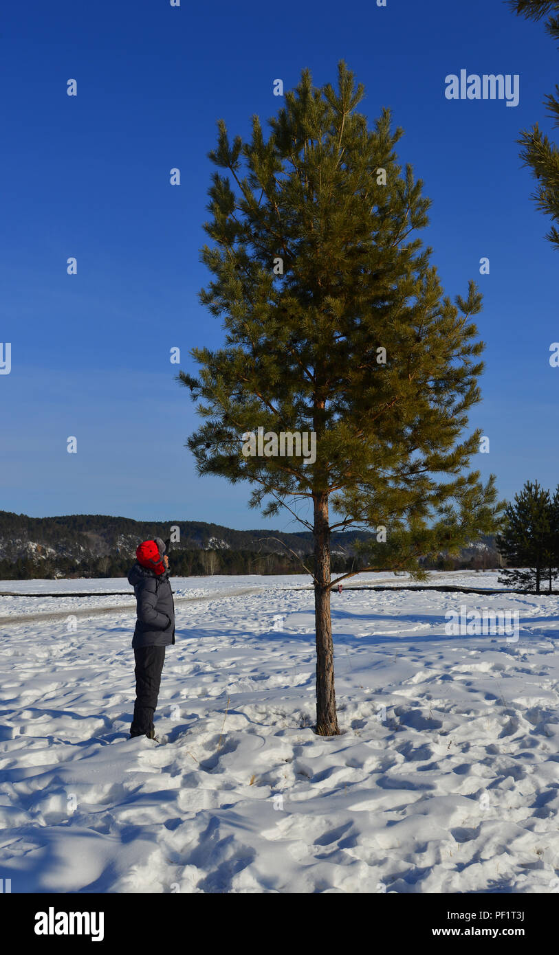 A man standing with lonely pine tree at winter park in Harbin, China ...
