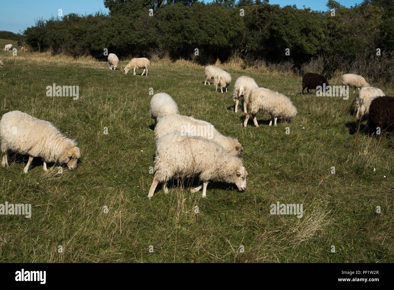 Skudde sheep grazing on a pasture in the north of Hiddensee which is an ...