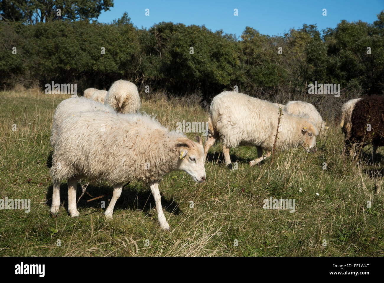 Skudde sheep grazing on a pasture in the north of Hiddensee which is an ...