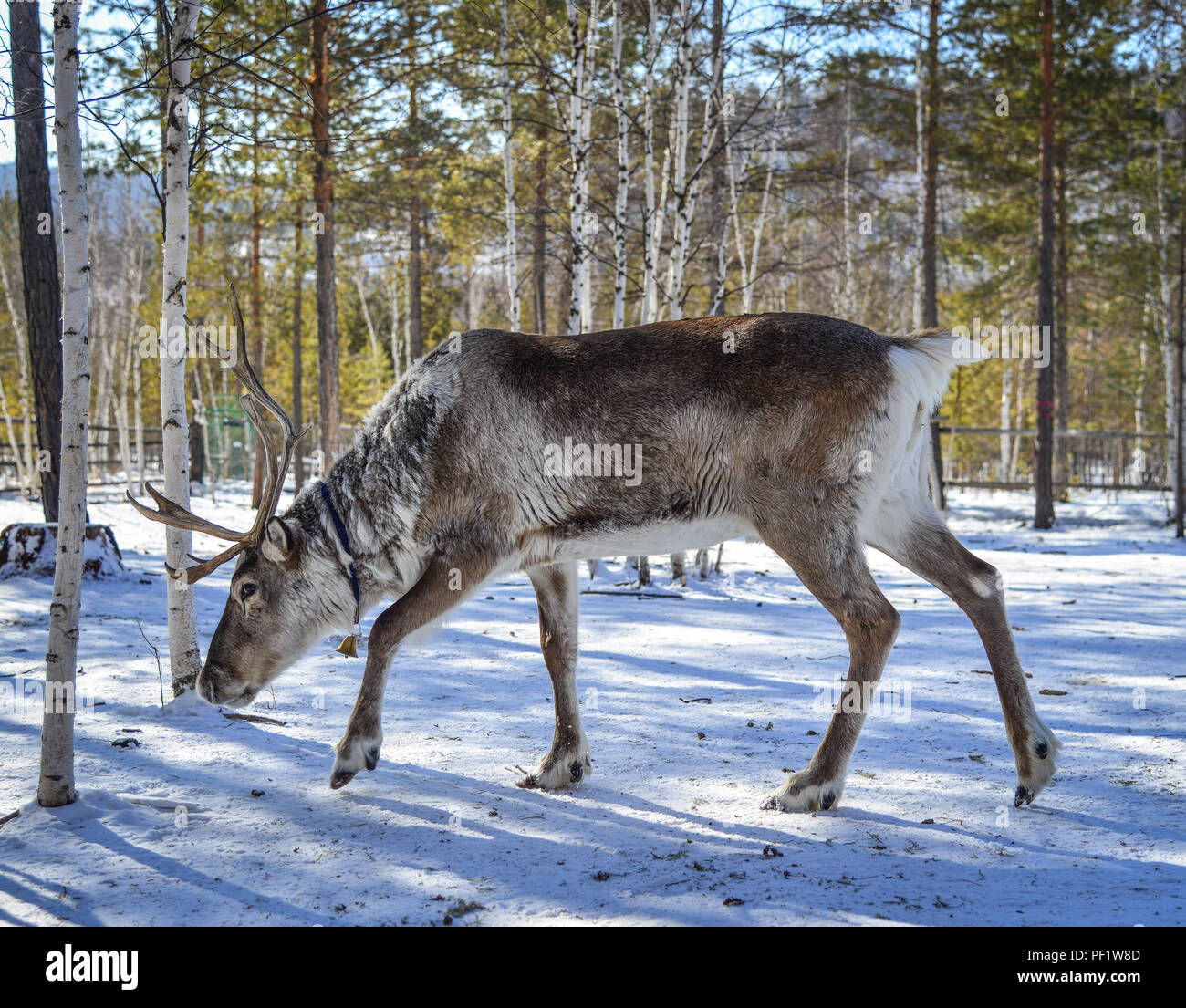 Wild reindeer at winter forest in Heilongjiang, Northernmost of China ...