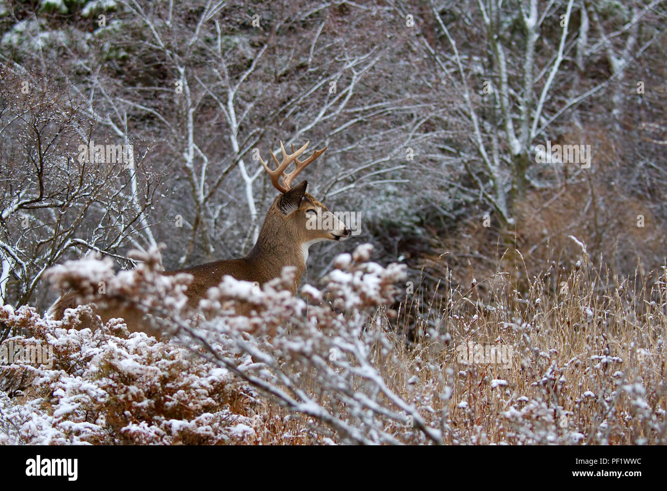 White-tailed deer buck walking in the winter snow in Canada Stock Photo ...