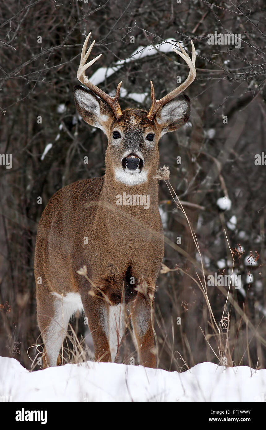 White-tailed deer buck walking in the winter snow in Canada Stock Photo ...