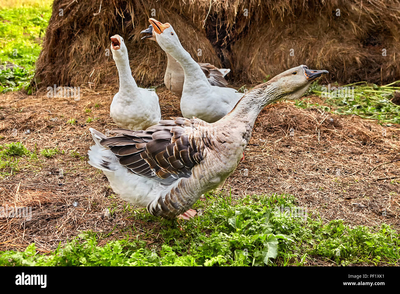 Four goose stand with elongated necks and hiss on a farm in the ...