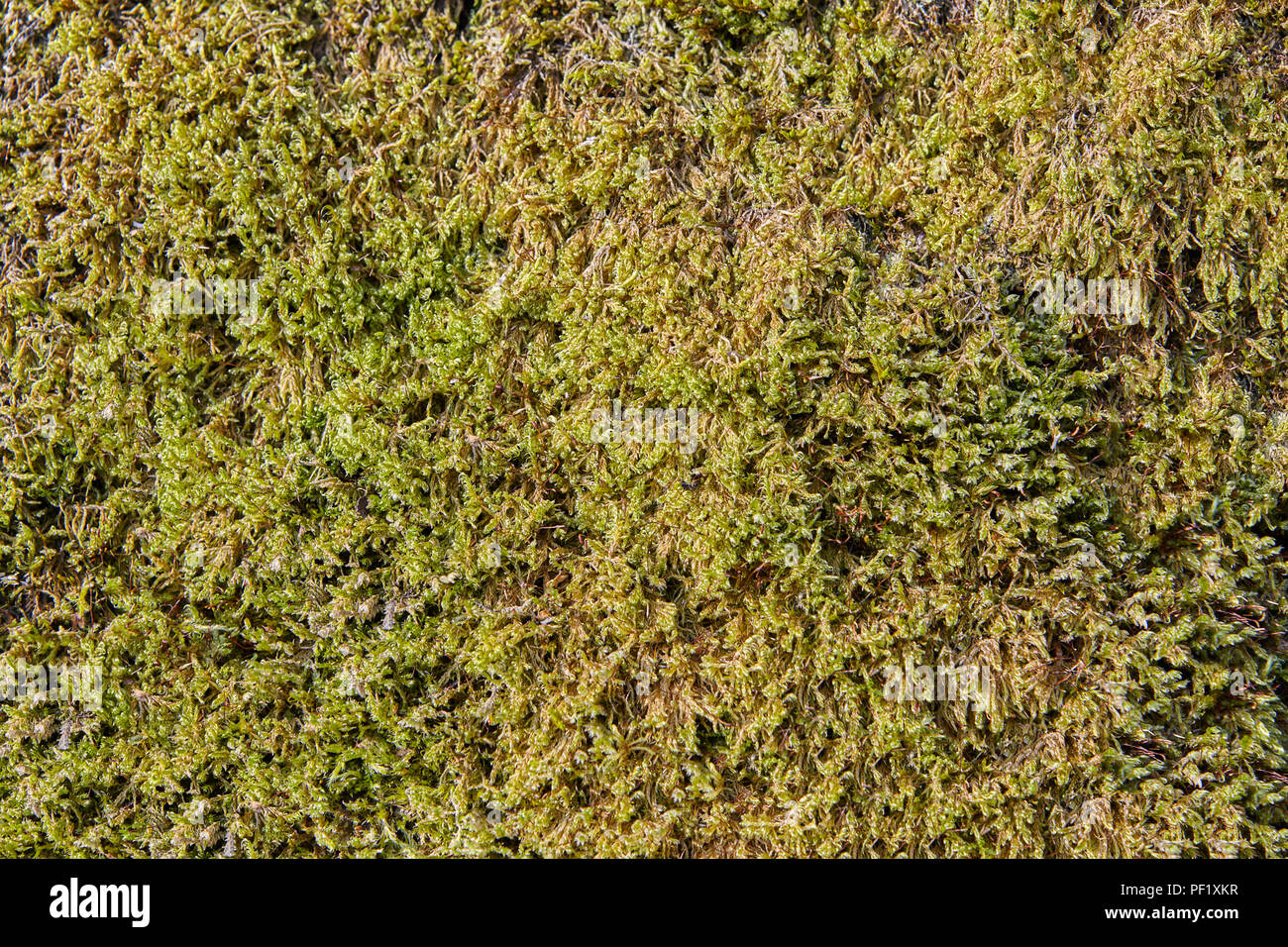 Dark green moss close-up, texture for backdrop Stock Photo - Alamy