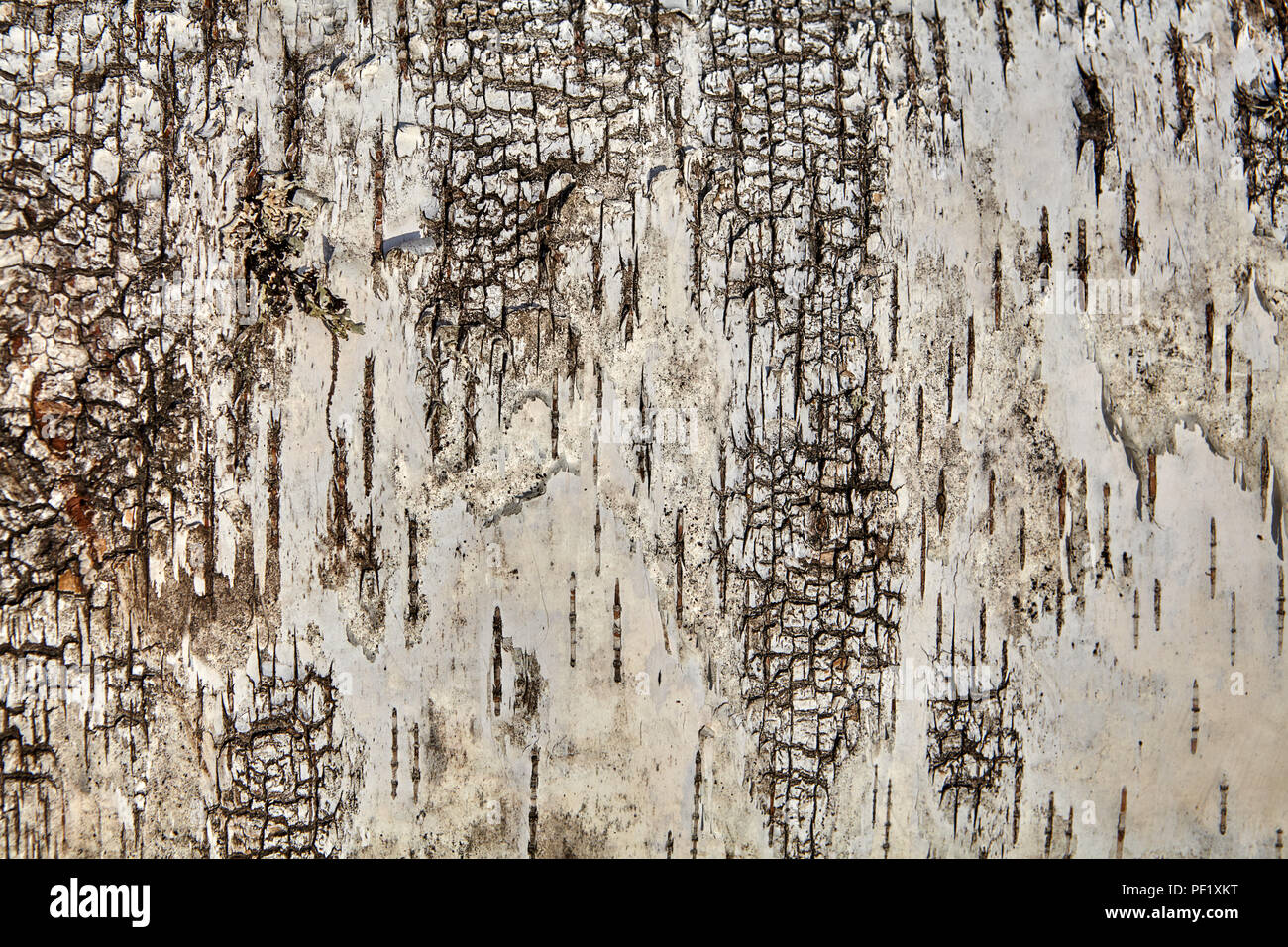 Uneven structure of tree bark, texture for background Stock Photo - Alamy