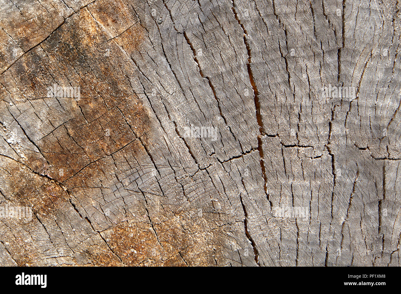Structure and small cracks on a cut log, texture for backdrop Stock ...