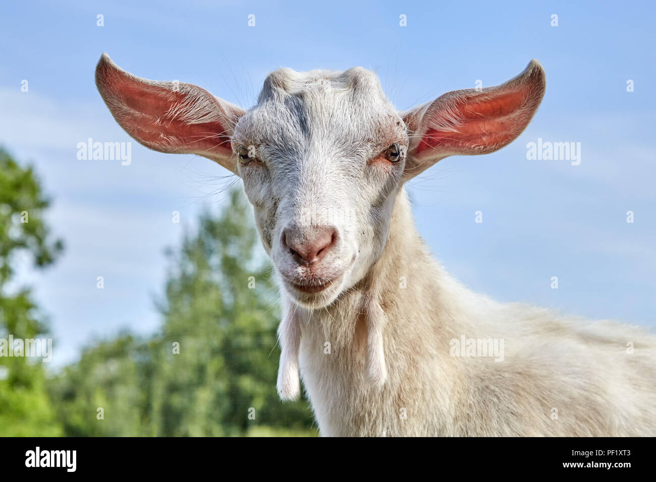 The village simpleton hi-res stock photography and images - Alamy