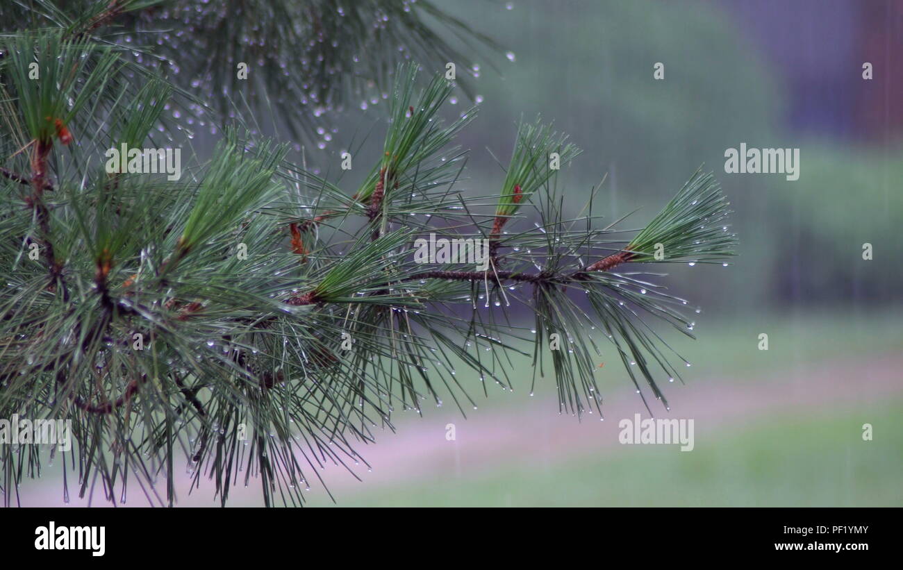 Pine branch with raindrops Hail Falling On Pine Tree Branches and water ...