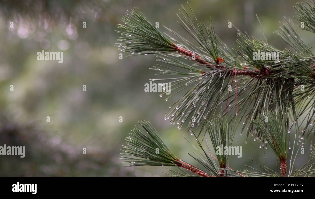 Pine branch with raindrops Hail Falling On Pine Tree Branches and water ...