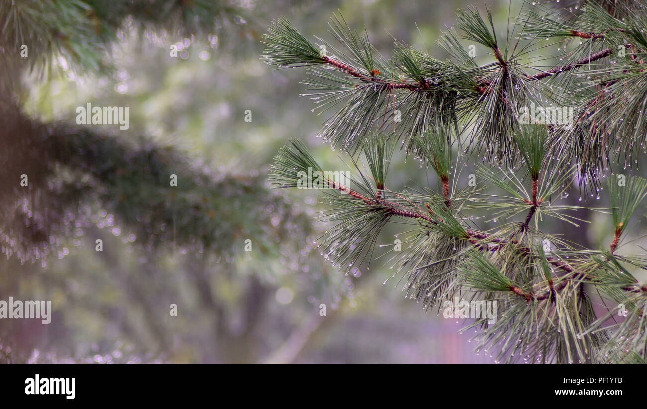 Heavy rain hail on summer hi-res stock photography and images - Alamy