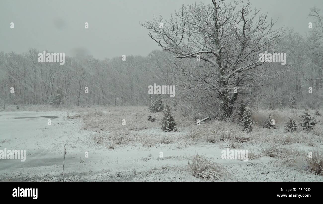 Beautiful winter landscape Heavy snow falling in a forest in winter ...