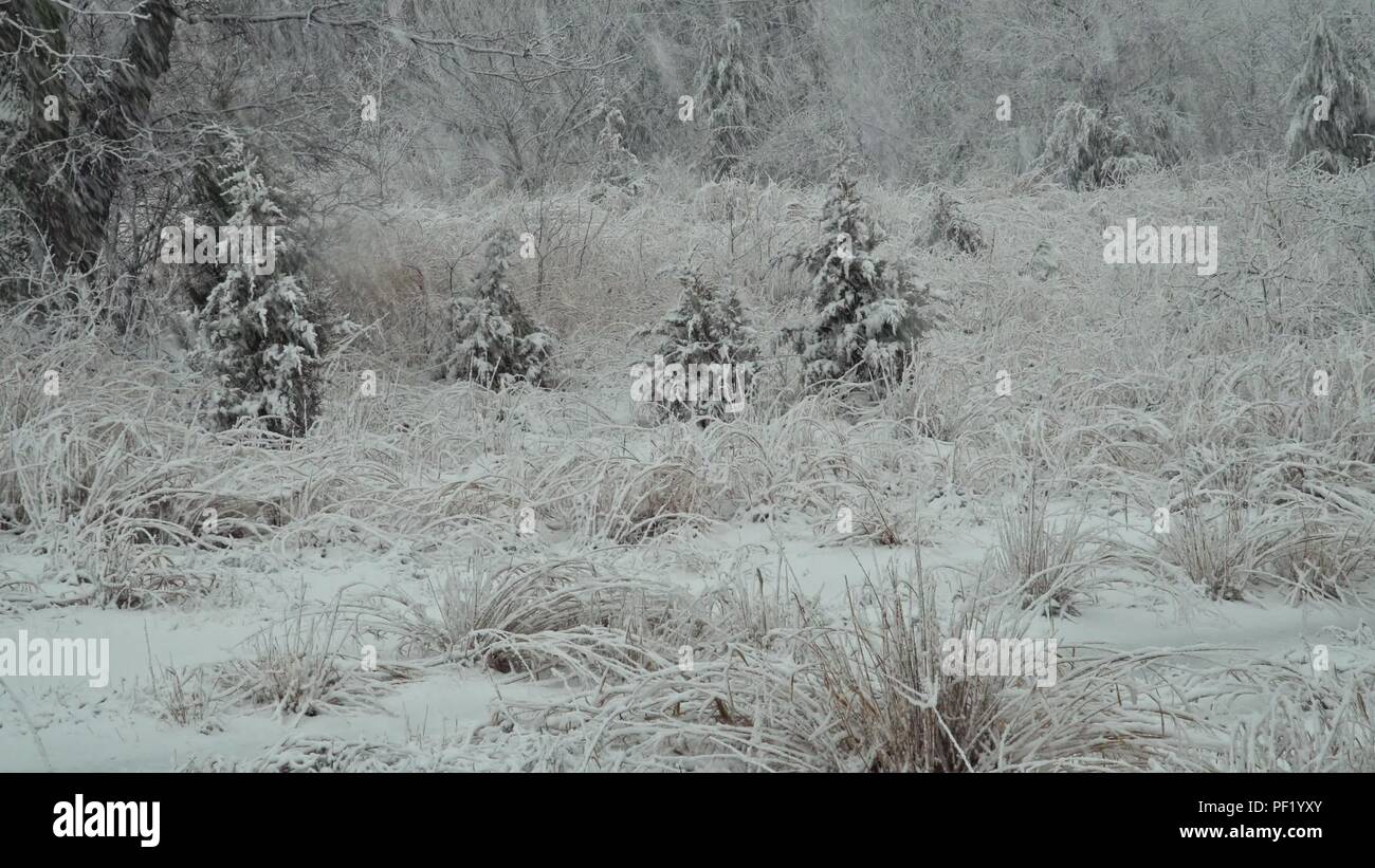 Beautiful winter landscape with snow covered tree. Heavy Snowfall in ...
