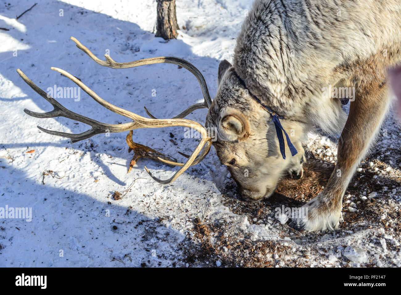 Wild reindeer at winter forest in Heilongjiang, Northernmost of China ...