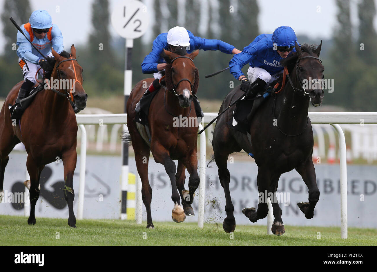 Thoroughbed hi-res stock photography and images - Alamy