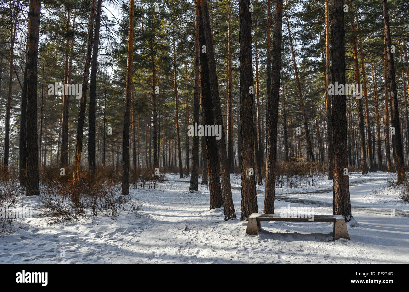 Pine tree forest at winter in Heilongjiang, Northern China Stock Photo ...