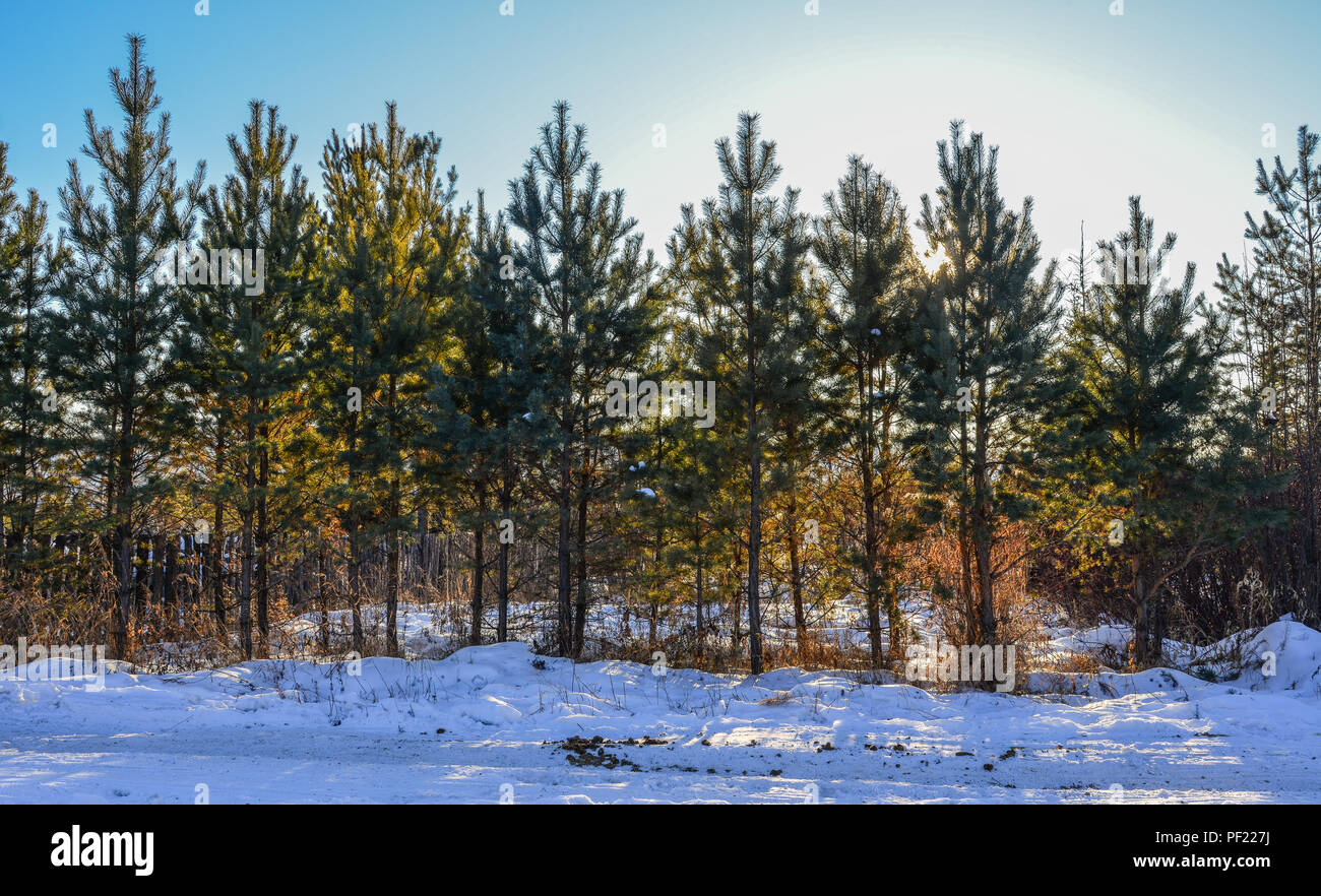 Pine tree forest at winter in Heilongjiang, Northern China Stock Photo ...
