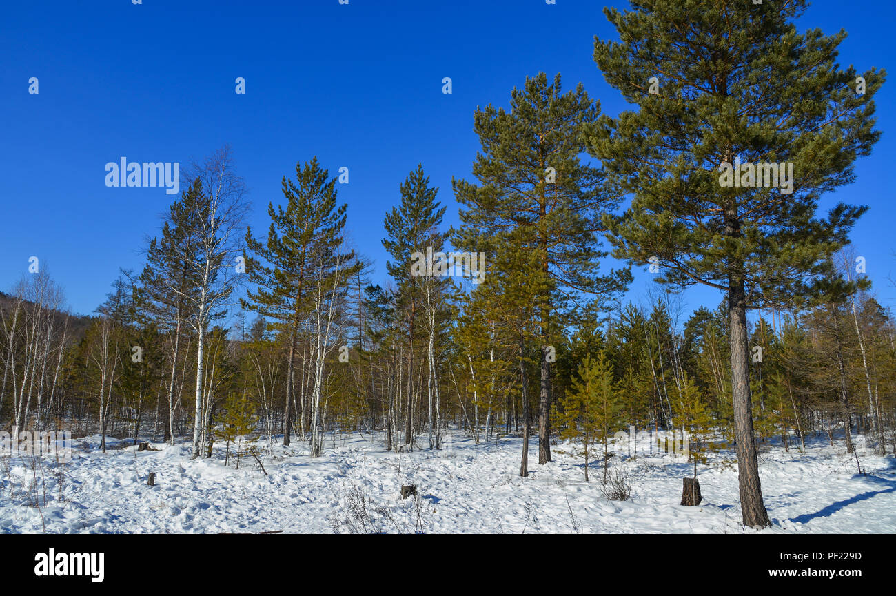 Pine tree forest at winter in Heilongjiang, Northern China Stock Photo ...