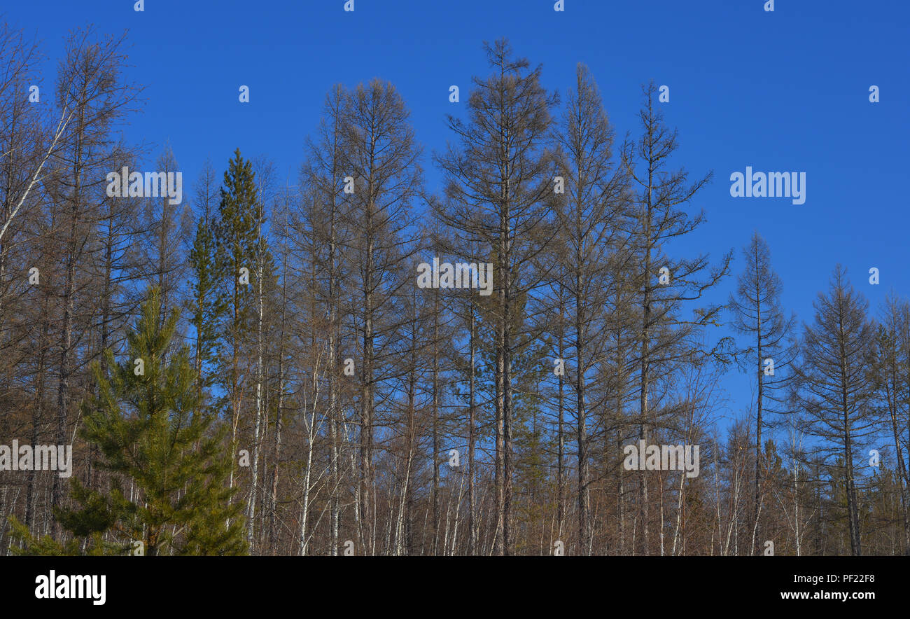 Pine tree forest at winter in Heilongjiang, Northern China Stock Photo ...