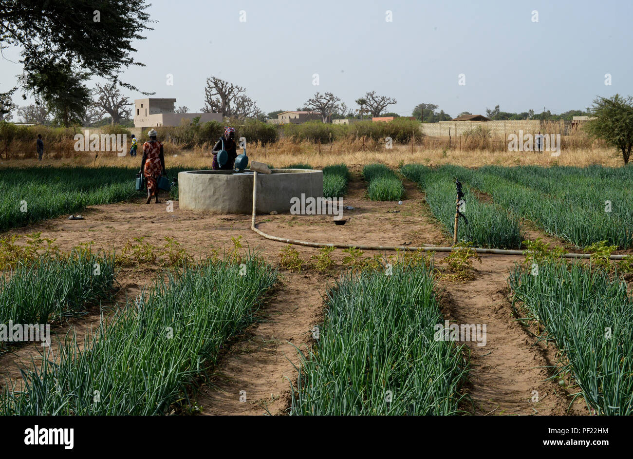 Women water their crops in Nianing, Senegal, Feb. 27, 2016. A dozen U.S ...
