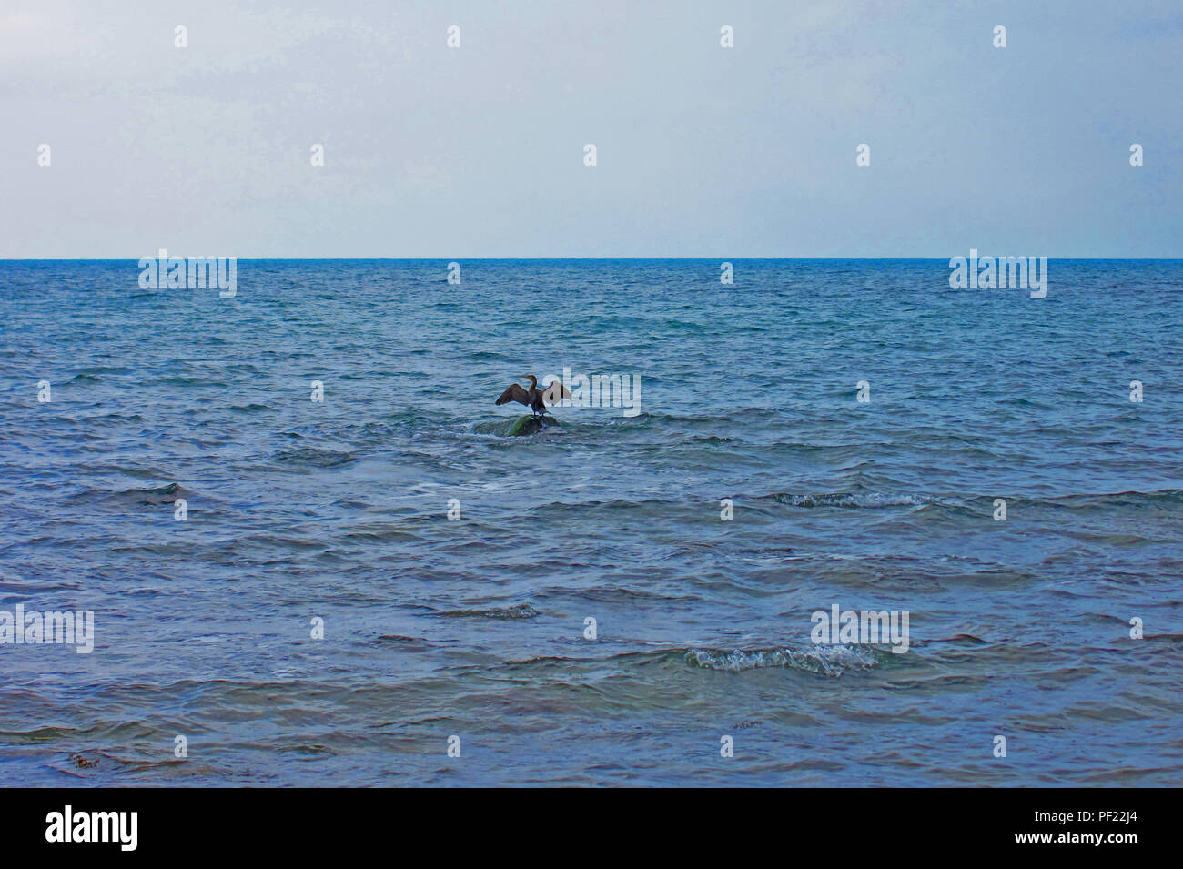 Small sea duck hi-res stock photography and images - Alamy