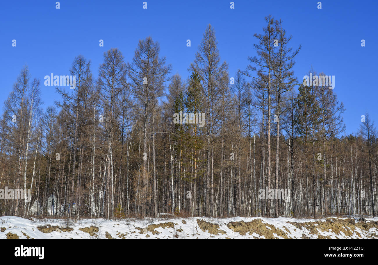 Pine tree forest at winter in Heilongjiang, Northern China Stock Photo ...