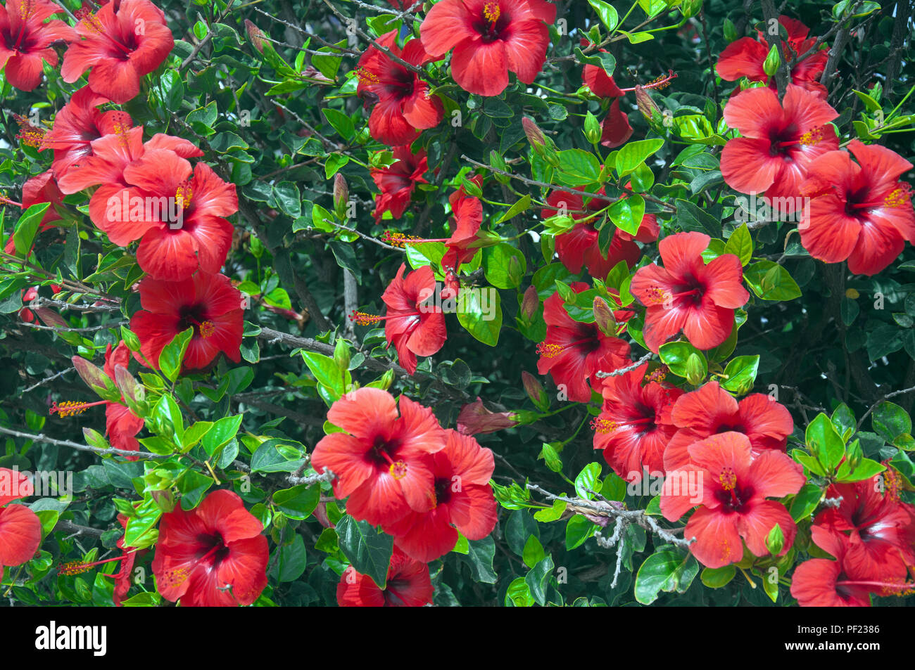 Big red flowers hi-res stock photography and images - Alamy