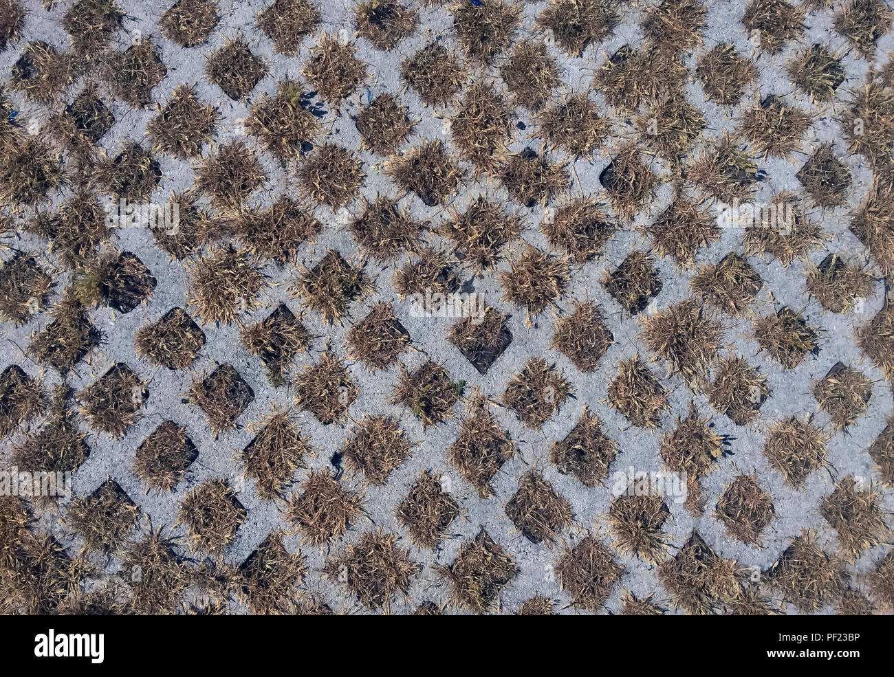 Dry grass growing up trought concrete tablets Stock Photo - Alamy