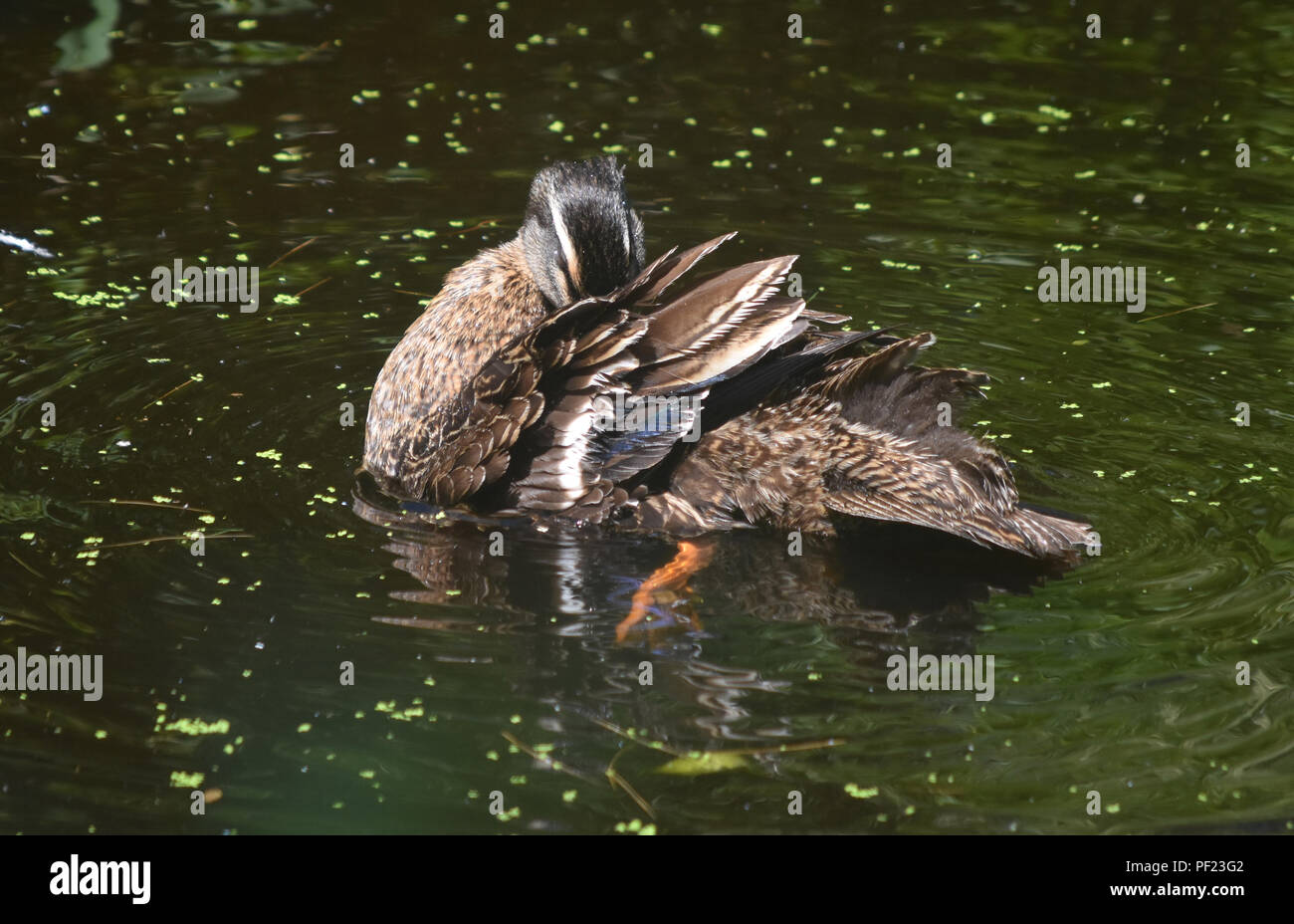 Ruffled Duck Feathers
