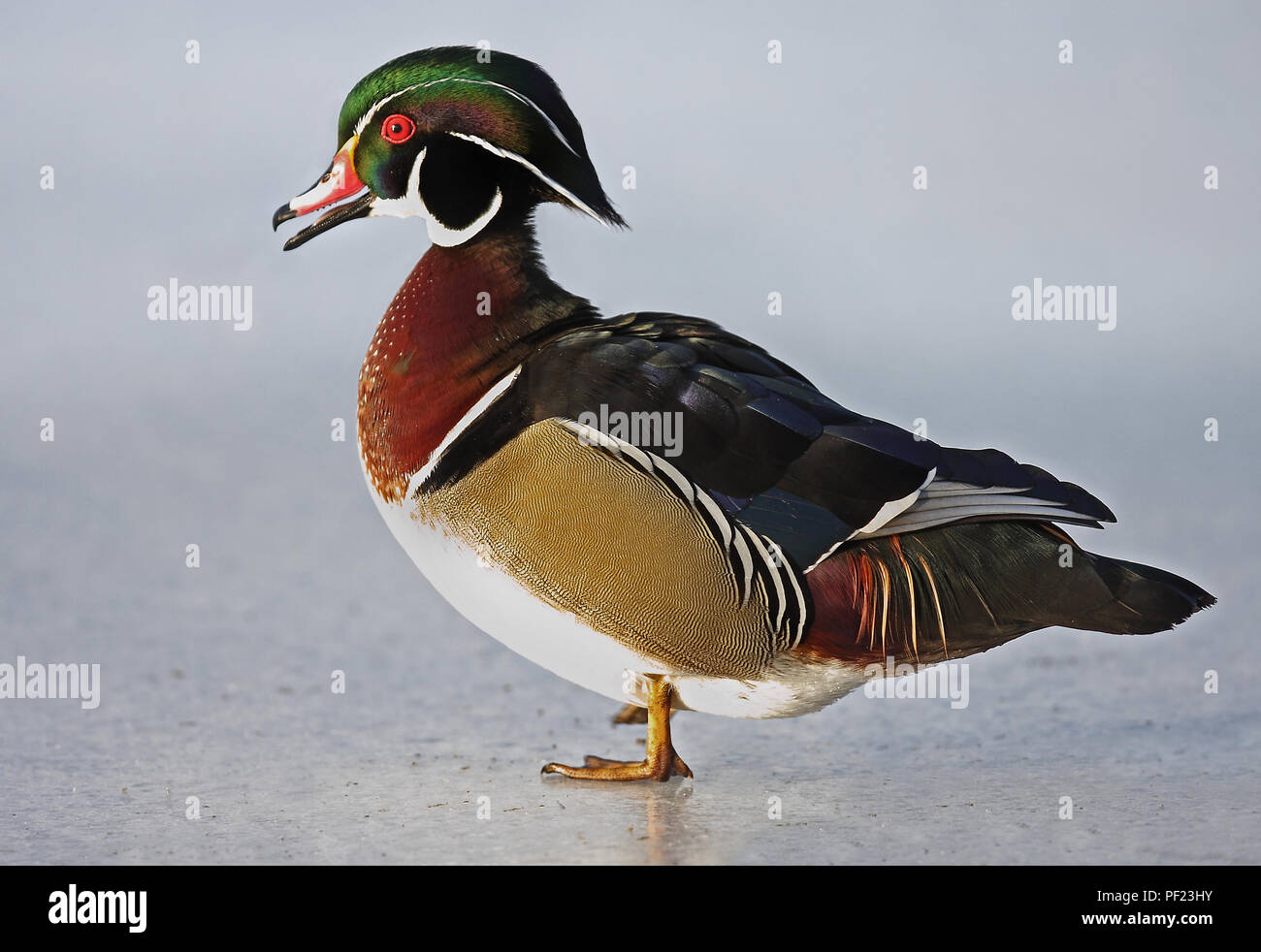 Wood duck (Aix sponsa) on ice in Ottawa, Canada Stock Photo - Alamy