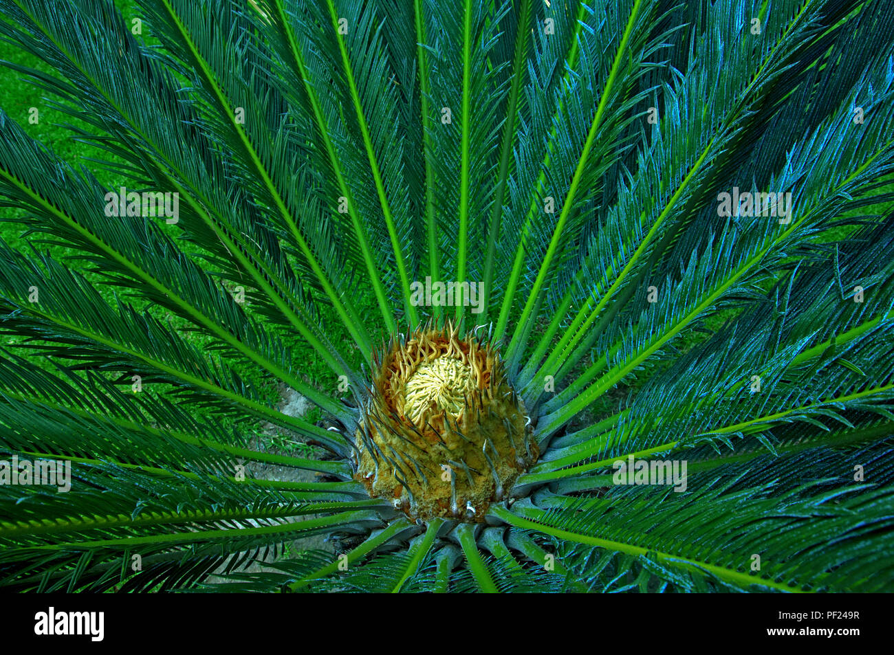 Crown palm tree hi-res stock photography and images - Alamy