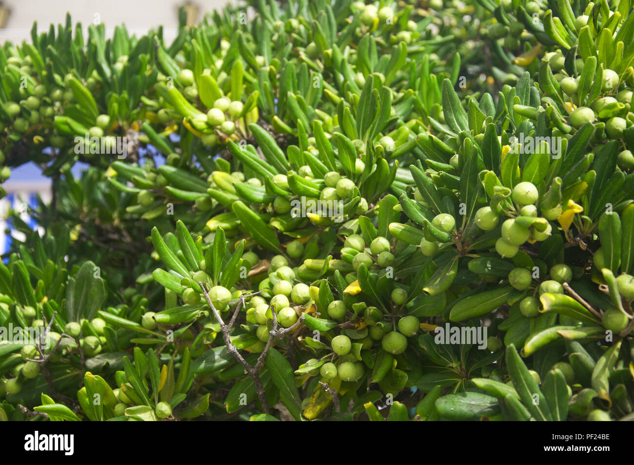 Small green fruits hi-res stock photography and images - Alamy