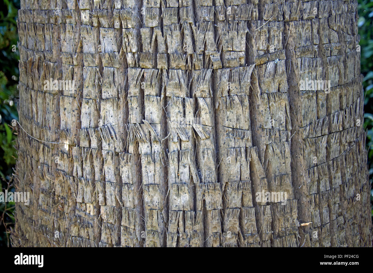 Grey trunk of the tree hi-res stock photography and images - Alamy