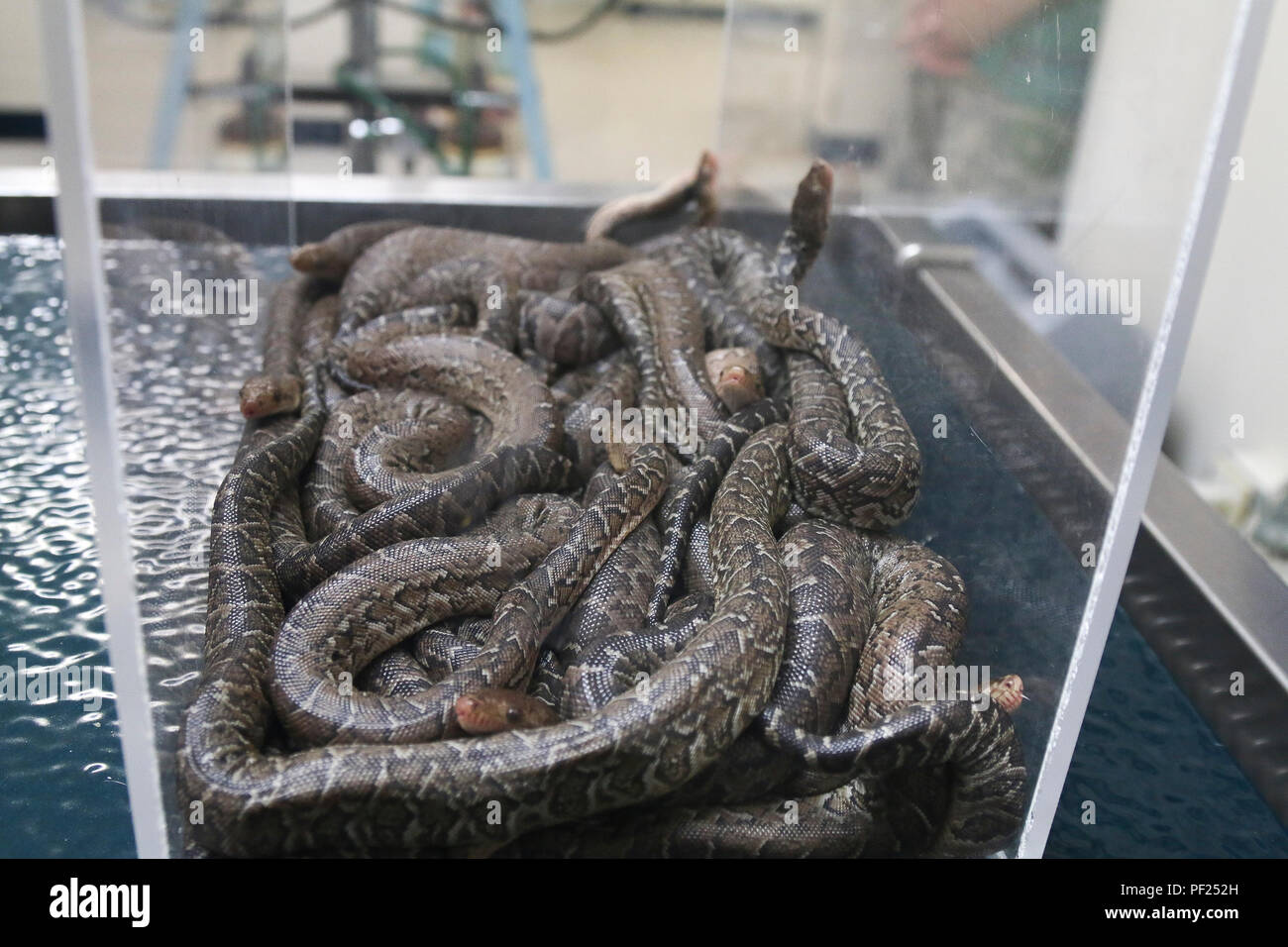 A litter of newborn Cuban boas lies inside a Plexiglas chamber as the ...