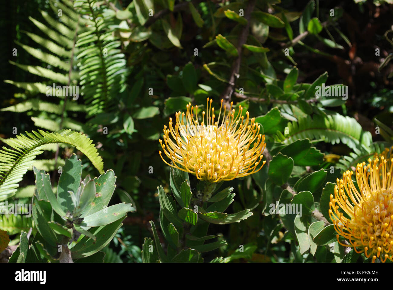 Queen protea in bloom hi-res stock photography and images - Alamy