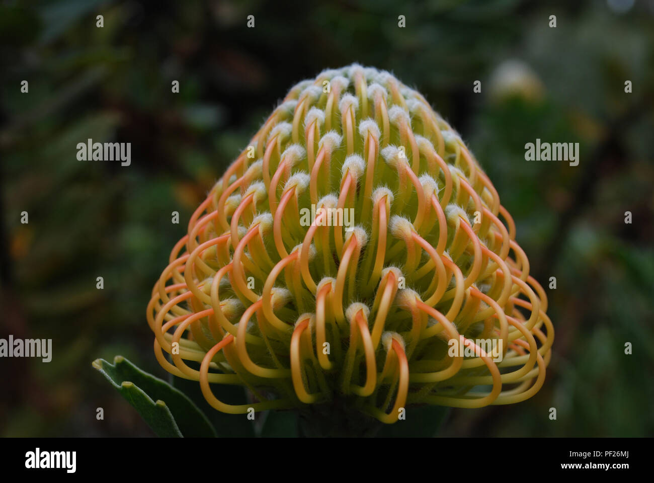 Queen protea hi-res stock photography and images - Alamy