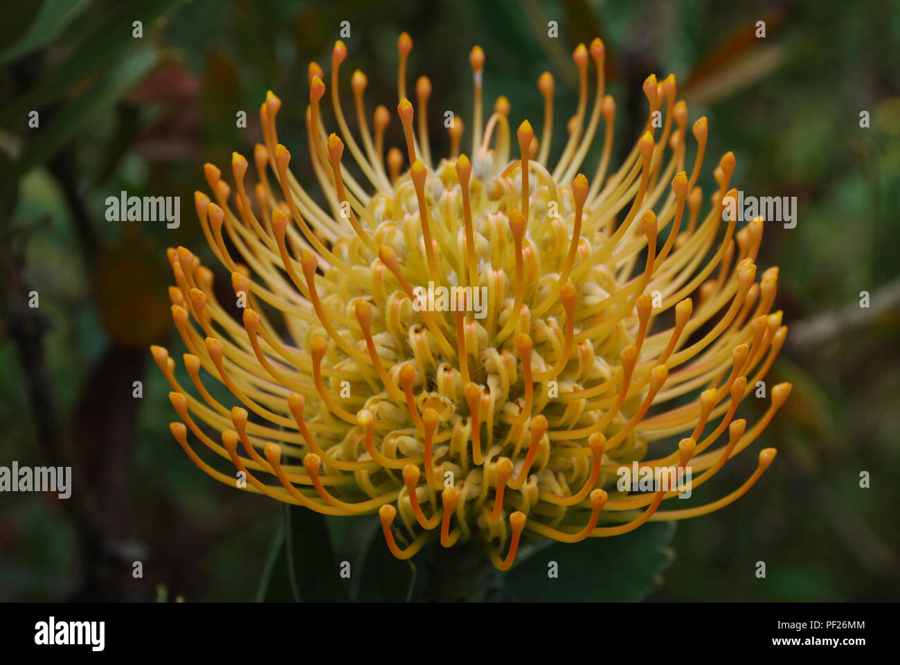 Queen protea hi-res stock photography and images - Alamy
