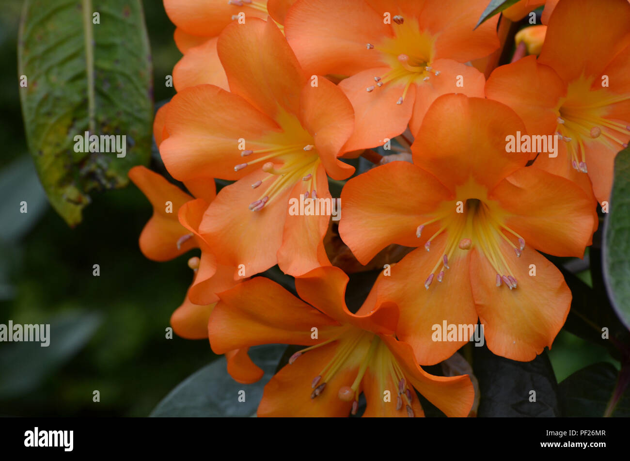 Pretty blooming orange rhododendron bush flowering Stock Photo - Alamy