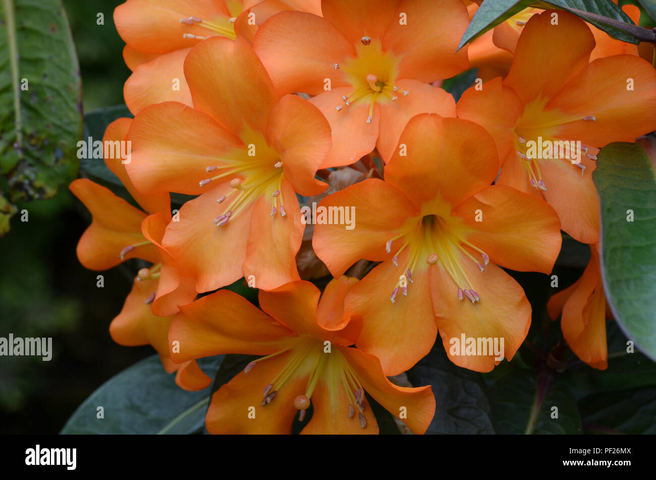 Flowering orange rhododendron flowers in bloom Stock Photo - Alamy
